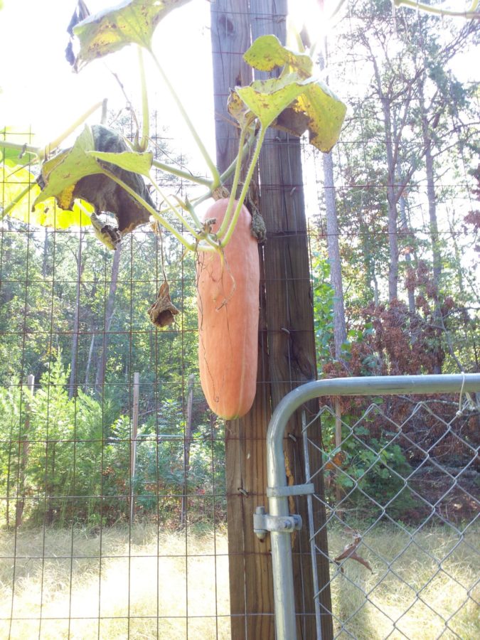 A Bit of History on the North Georgia Candy Roaster Squash - Slow Food ...