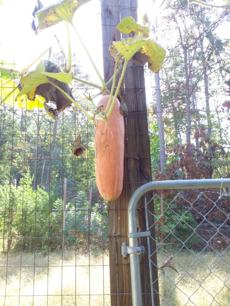 A Bit of History on the North Georgia Candy Roaster Squash - Slow Food ...